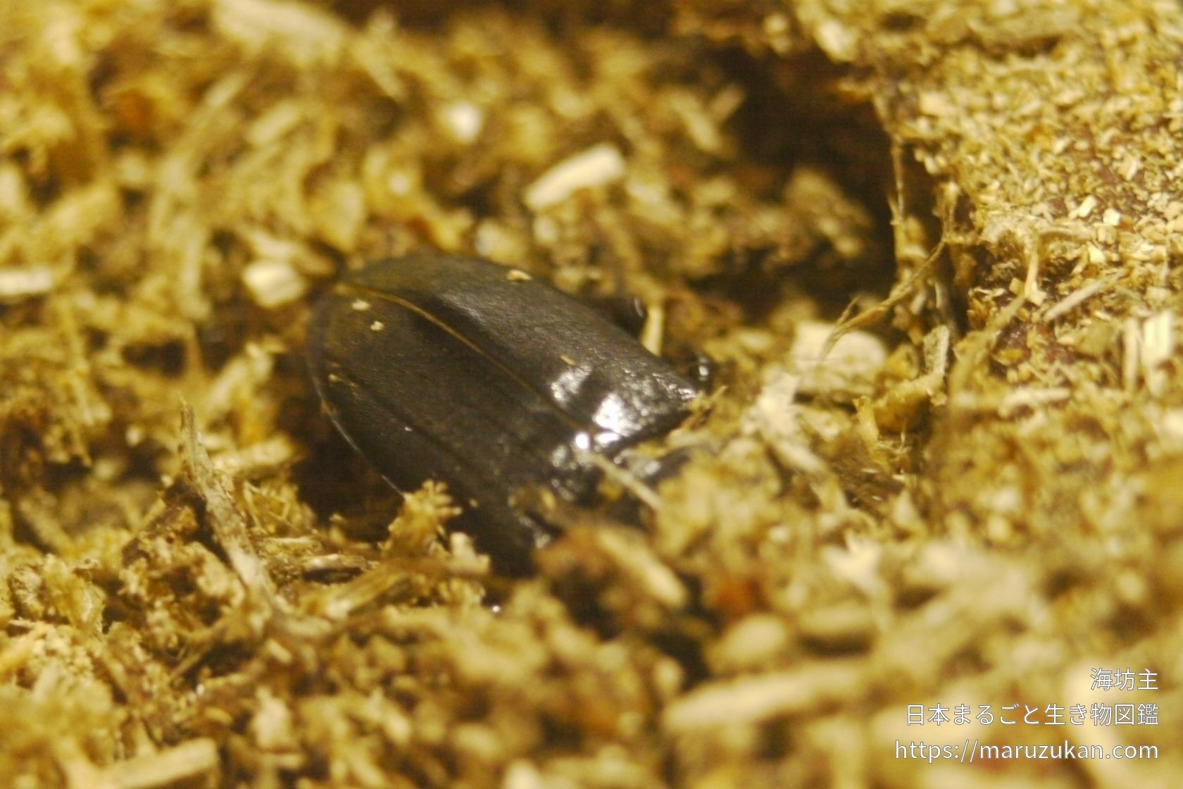 コクワガタ| 日本まるごと生き物図鑑