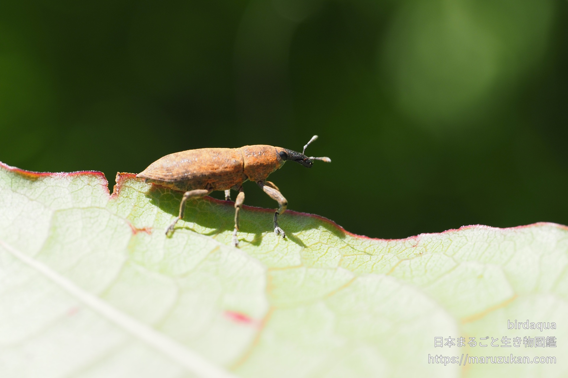 カツオゾウムシ| 日本まるごと生き物図鑑