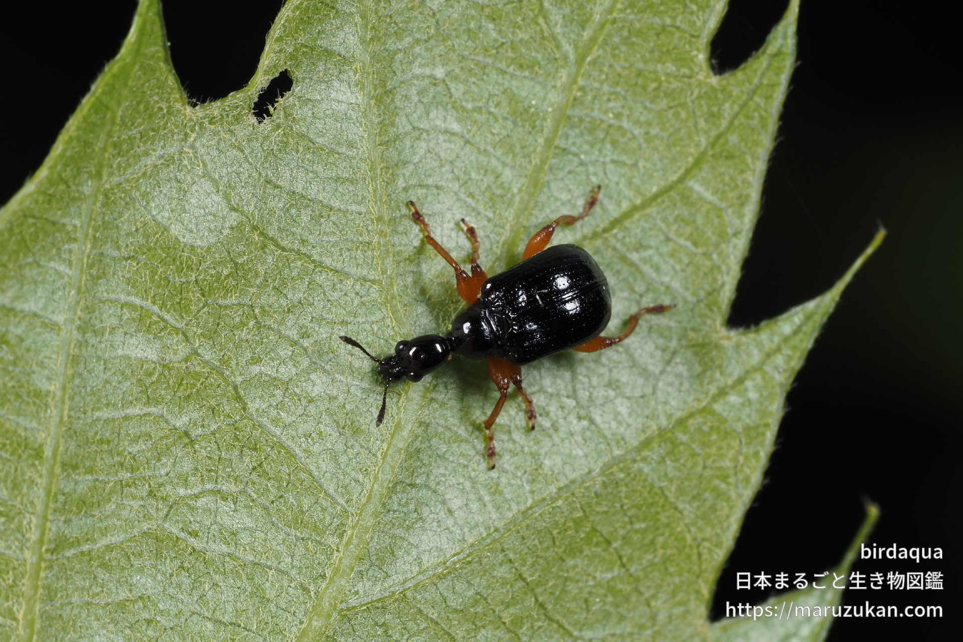 ヒメクロオトシブミ| 日本まるごと生き物図鑑