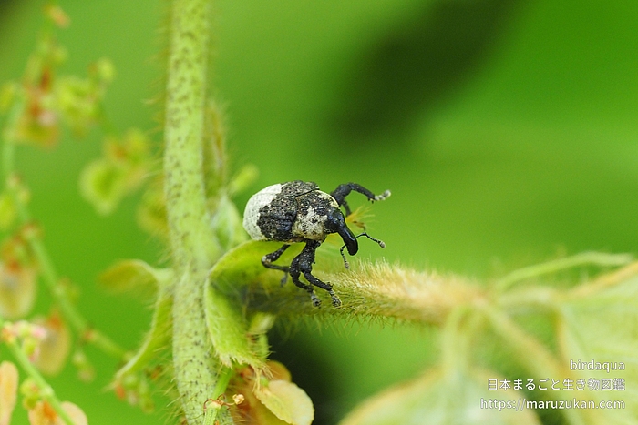 オジロアシナガゾウムシ| 日本まるごと生き物図鑑