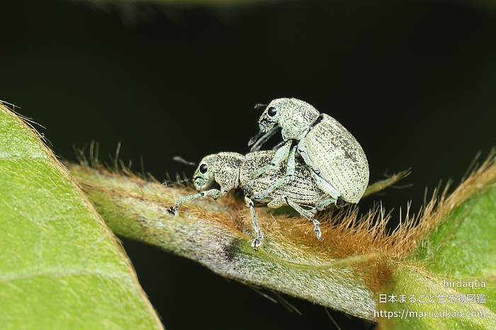 コフキゾウムシ| 日本まるごと生き物図鑑